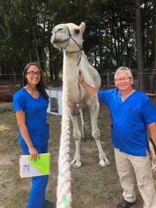 Farm Calls and Large Animal Services in Lumberton, NC | Southeastern ...